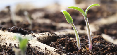 Jak správně klíčit semena rajčat a paprik? | Přečtěte si více na Zeleko.cz